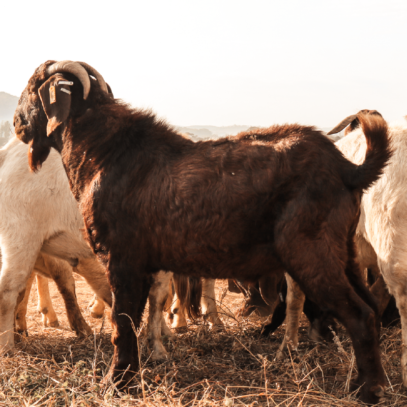 Home - Giwa Kruger Farm